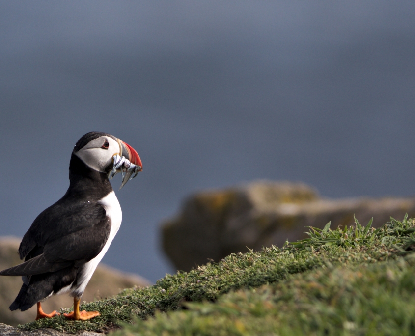 Irish puffins go with the flow! - MaREI