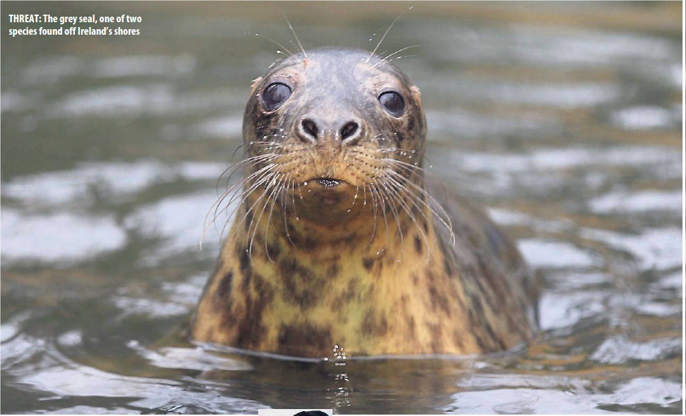 Research that will aid fishing industry and save seals too - MaREI