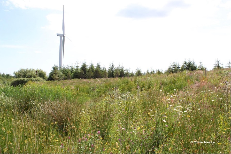 Nature+Energy: What If Onshore Wind Farms Were Also Nature Reserves ...